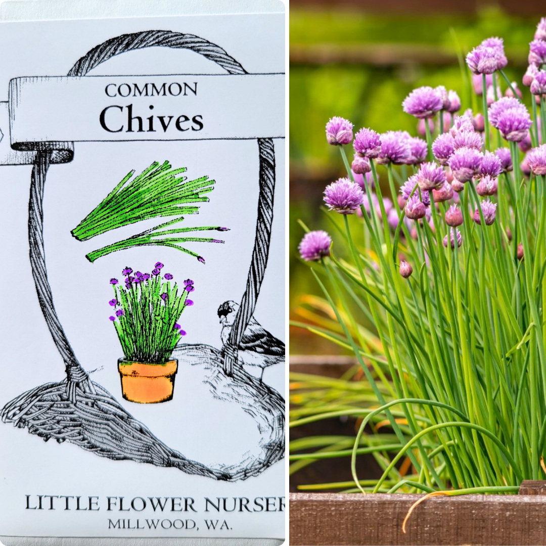 Seed Packet - Common Chives